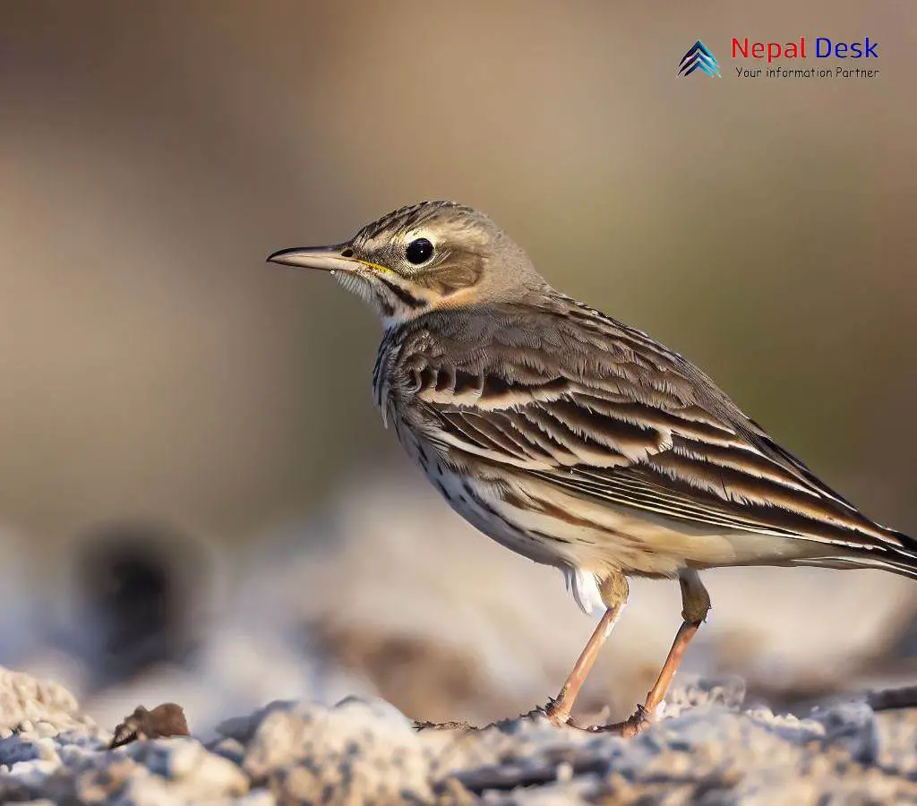 American Pipit: Harbinger of Open Spaces | Nepal Desk